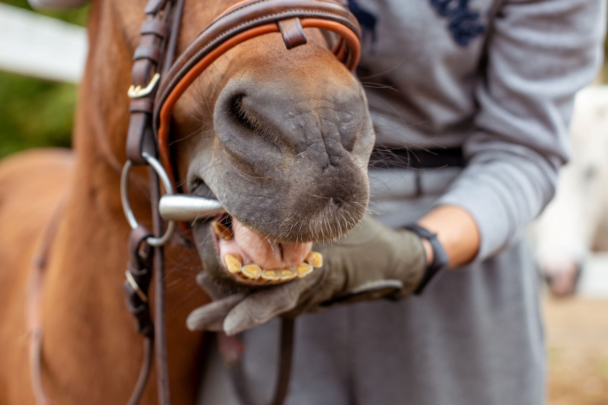 Role of Equine Dental Care: Prioritizing Horse's Oral Health